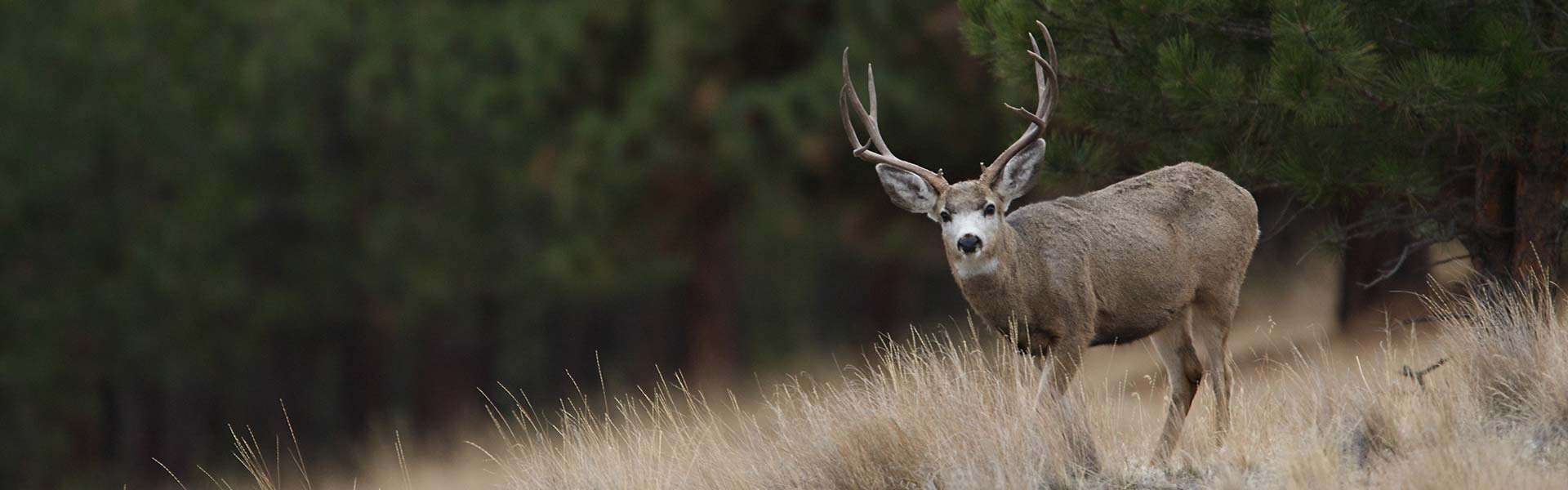 Utah Deer Hunts - NoTellum Outfitters